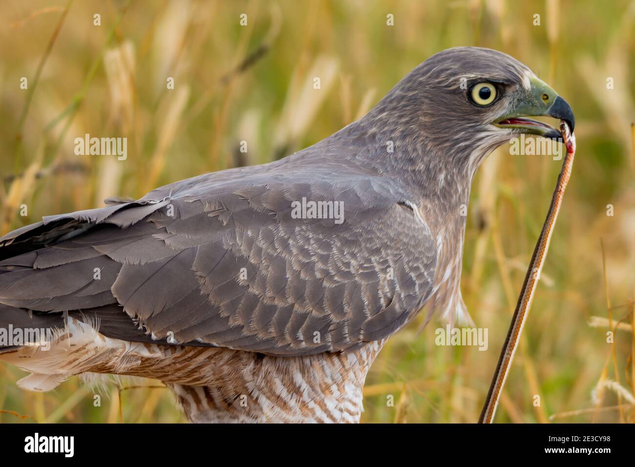 A Hawk Feasting on a snake Stock Photo - Alamy