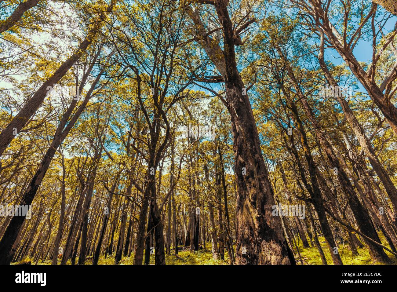 Looking up through a tree canopy into blue sky in a forest of gum trees ...