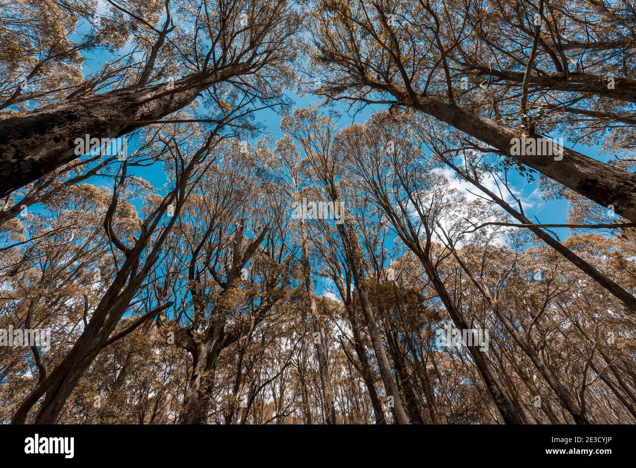 Looking up through a tree canopy into blue sky in a forest of gum trees ...