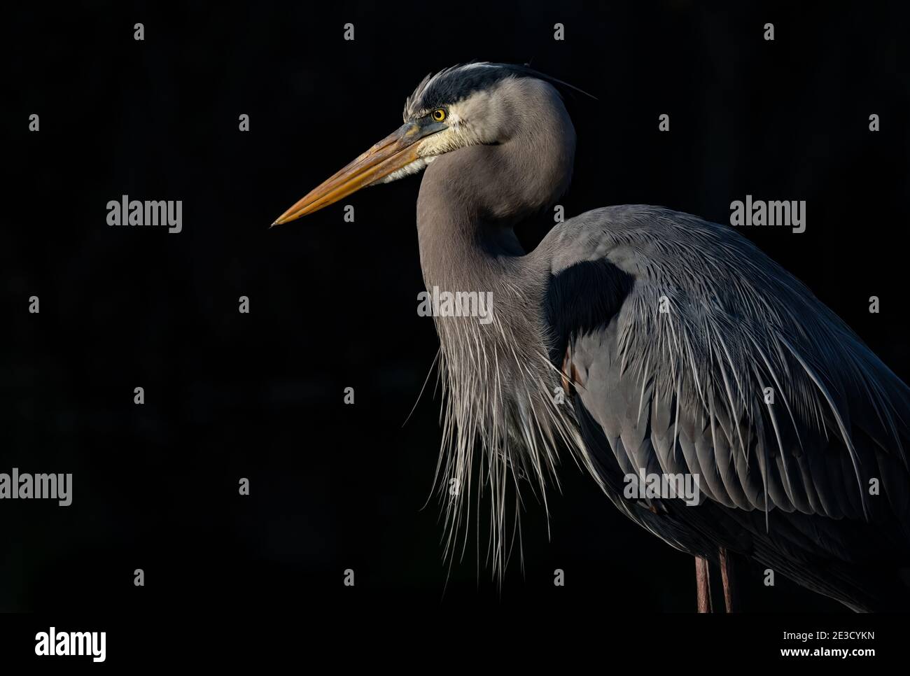Great blue heron pair hi-res stock photography and images - Alamy