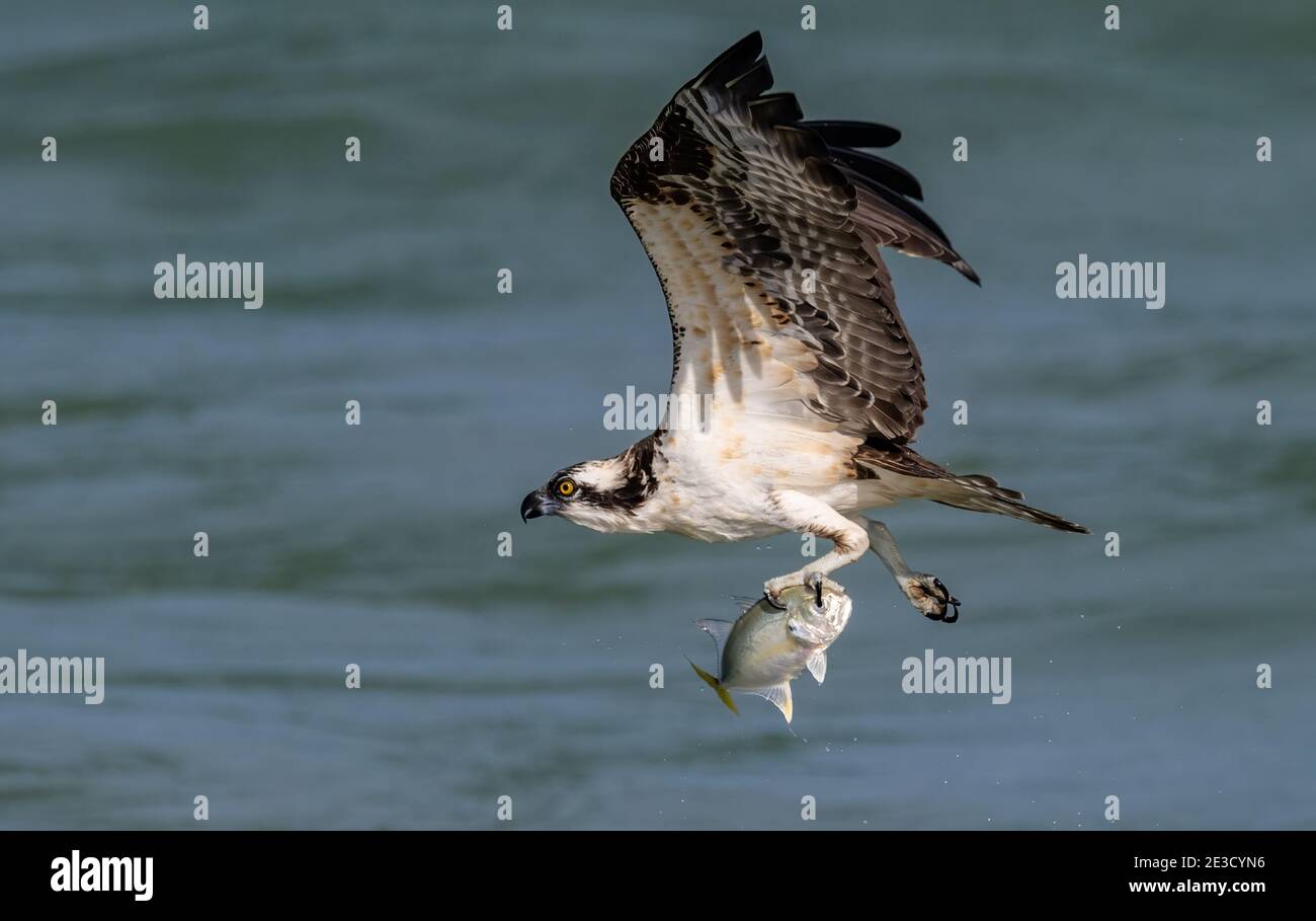 Osprey Fishing in Florida Stock Photo - Alamy