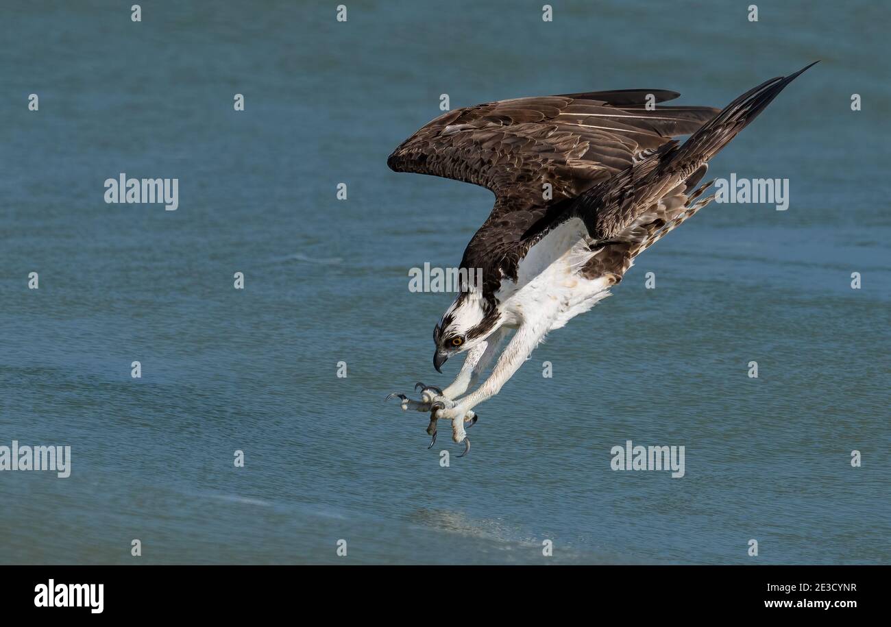 Osprey Fishing in Florida Stock Photo - Alamy