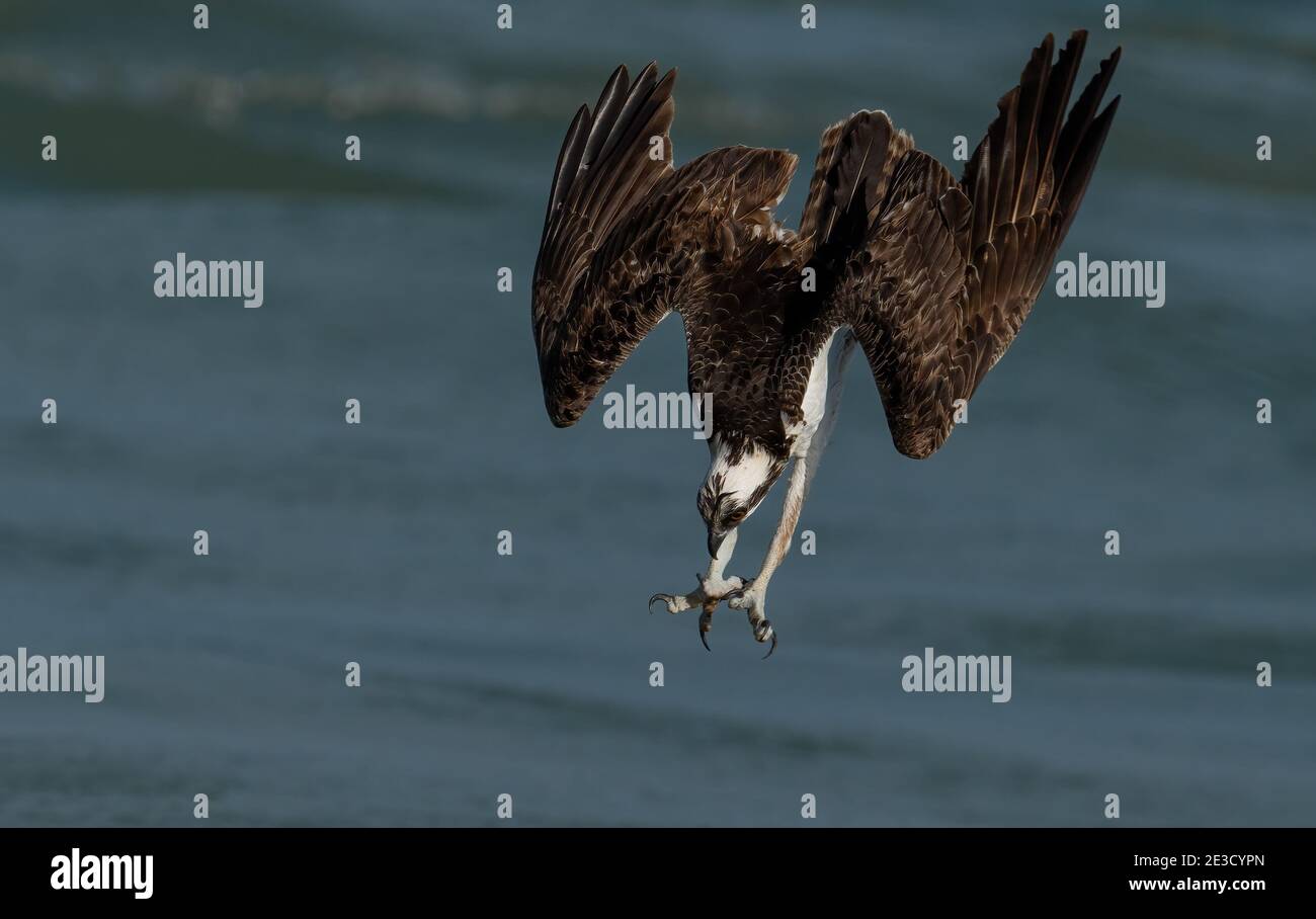 Osprey Fishing in Florida Stock Photo - Alamy