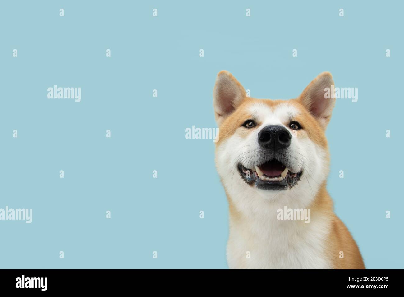 Portrait happy smiling akita dog looking at camera. isolated on blue ...