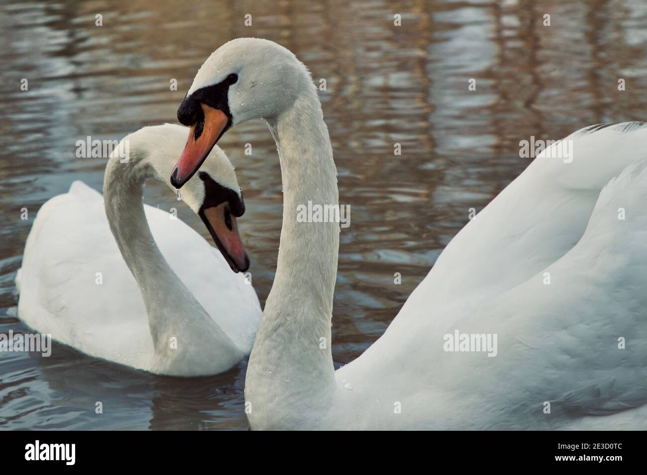 swans in natural habitat Stock Photo - Alamy