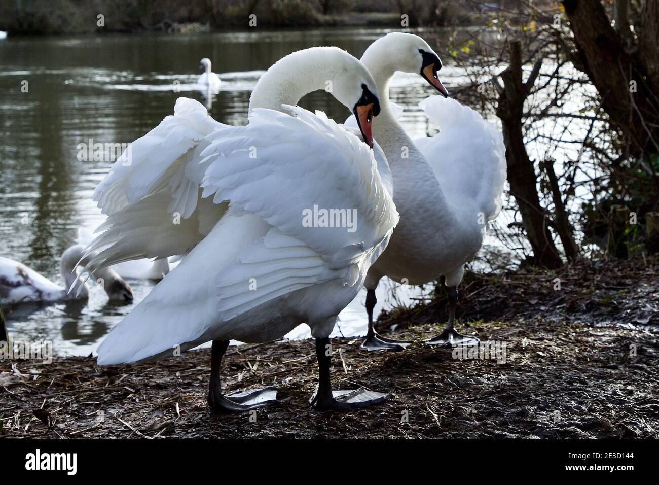 swans in natural habitat Stock Photo - Alamy