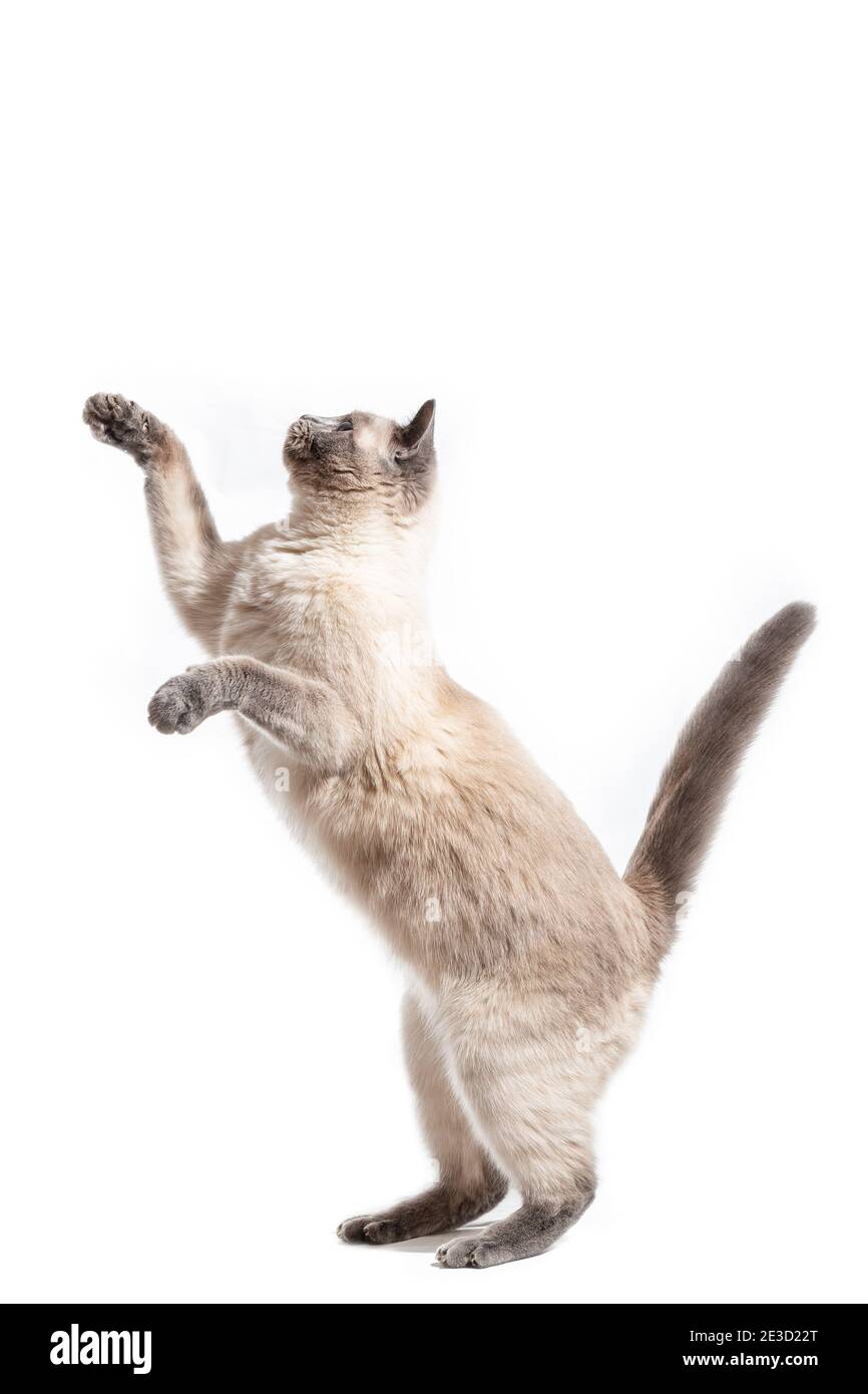 The cat jumps up and stretches out to the full height Stock Photo - Alamy