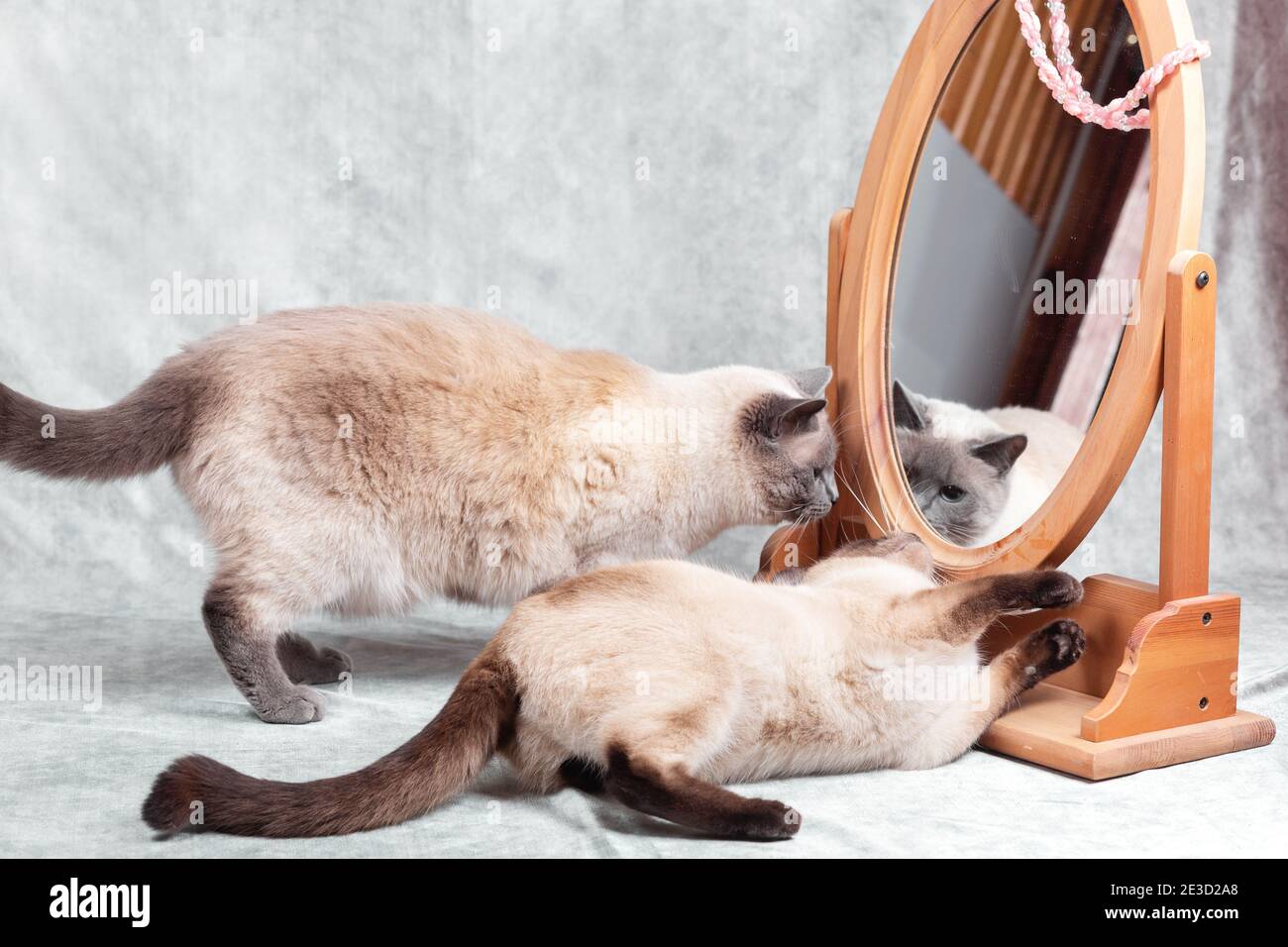 Two cats in mirror hi-res stock photography and images - Alamy