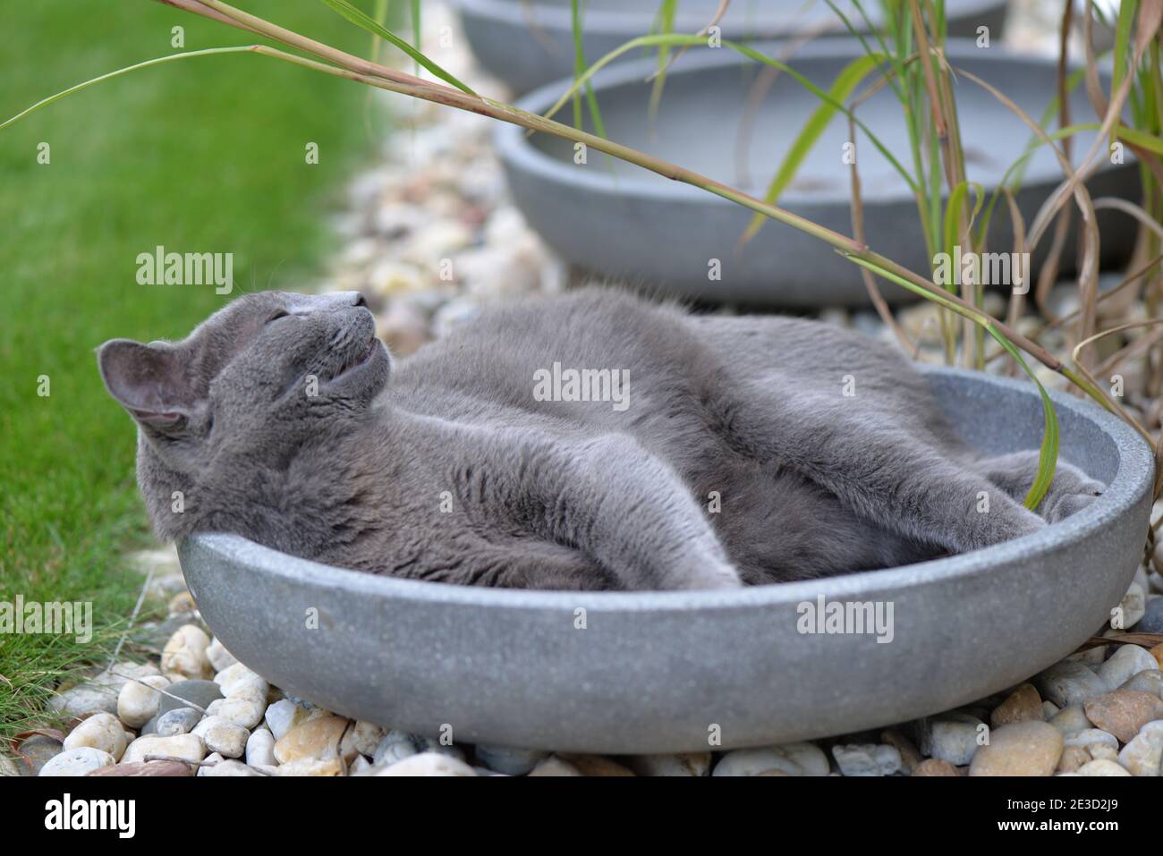 Sleepy russian blue cat hi-res stock photography and images - Alamy