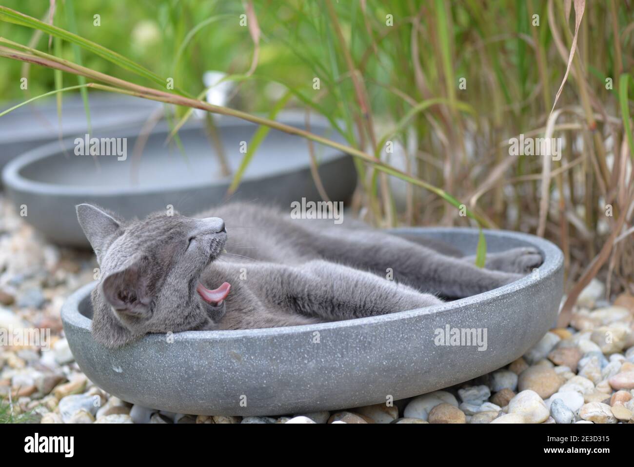 Beautiful gray british cat in hi-res stock photography and images - Alamy