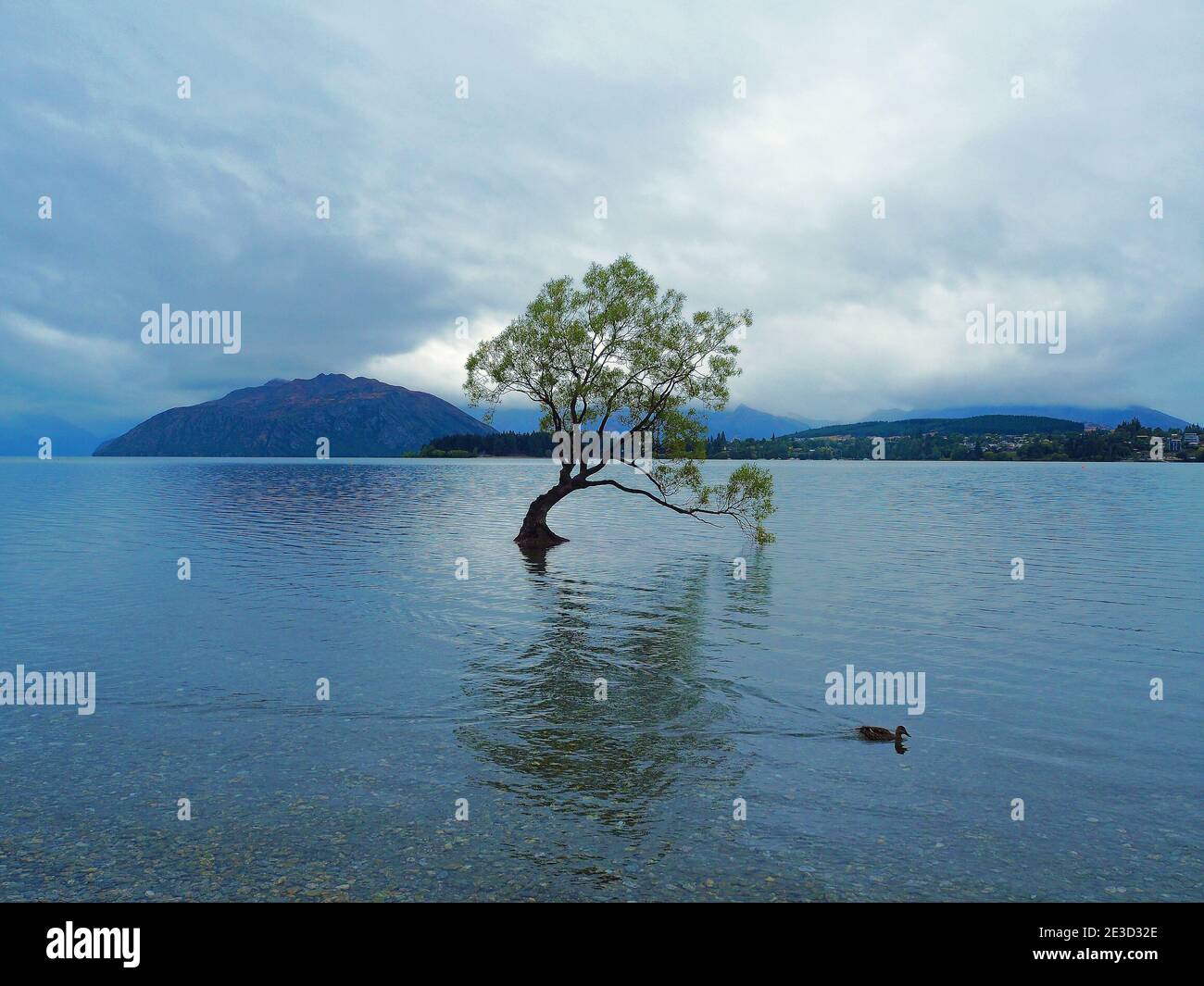The Wanaka Tree - Spring Stock Photo - Alamy