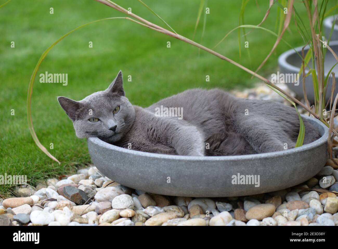 Russian gray cat resting in the garden bowl Stock Photo - Alamy