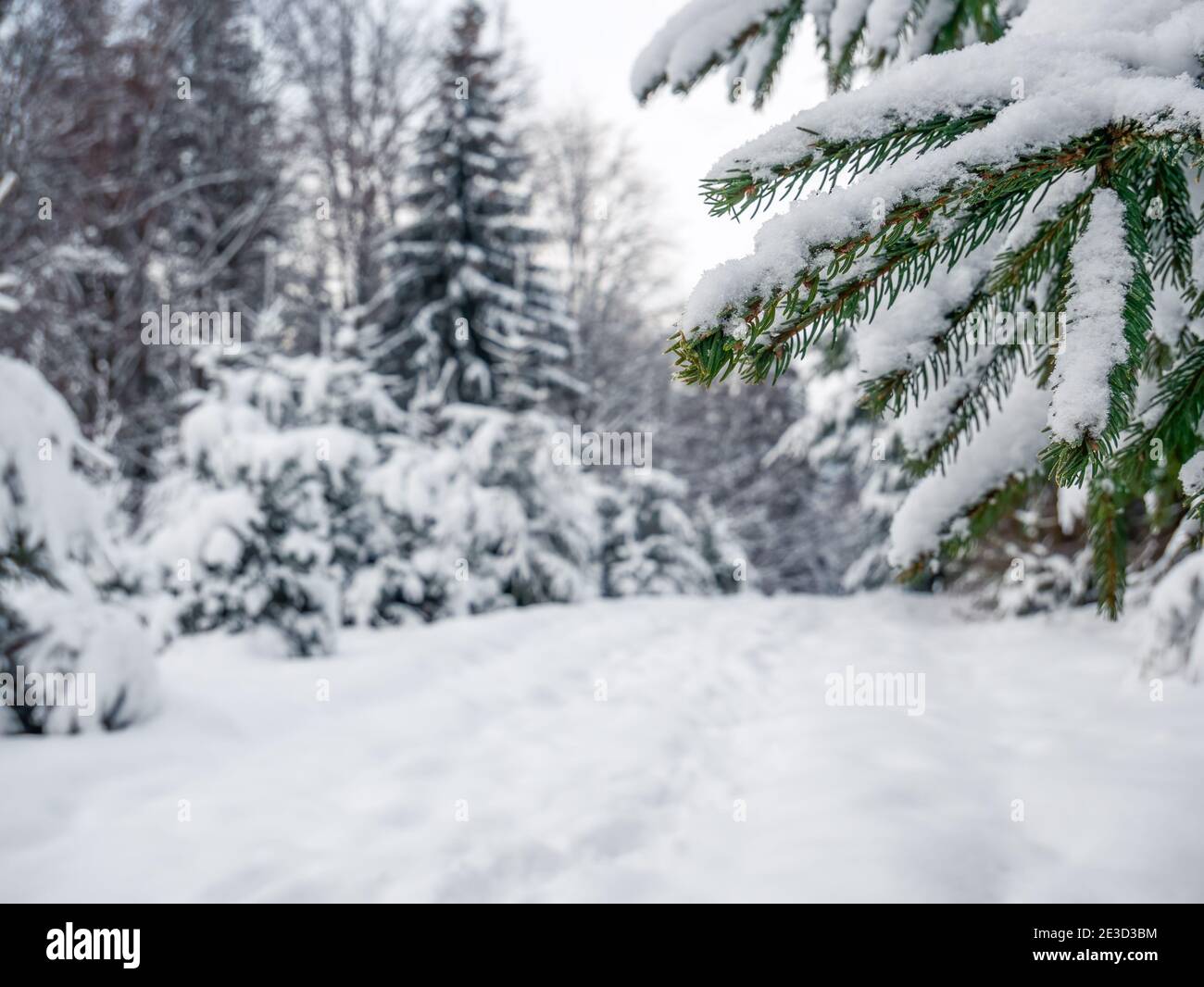 Fir trees mountains covered hi-res stock photography and images - Alamy