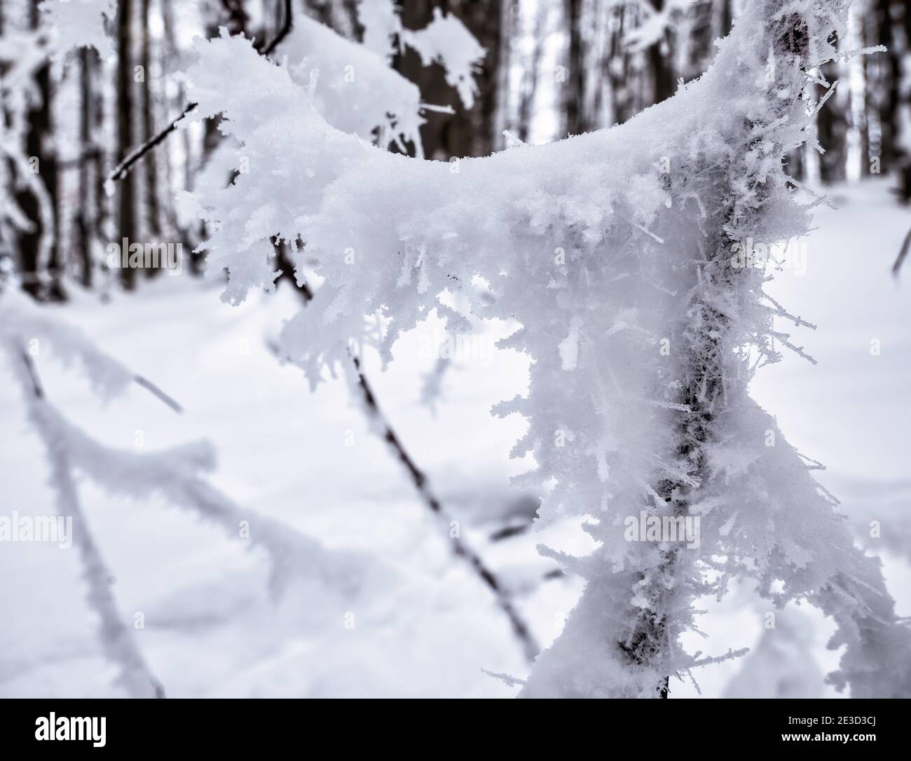 Tree branches covered with frozen ice snow. Winter landscape Stock ...