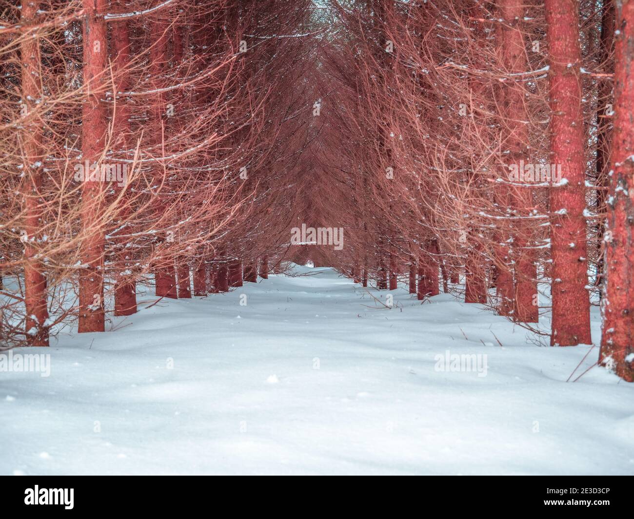 Perfectly aligned pine trees in the forest. Snow winter landscape in ...