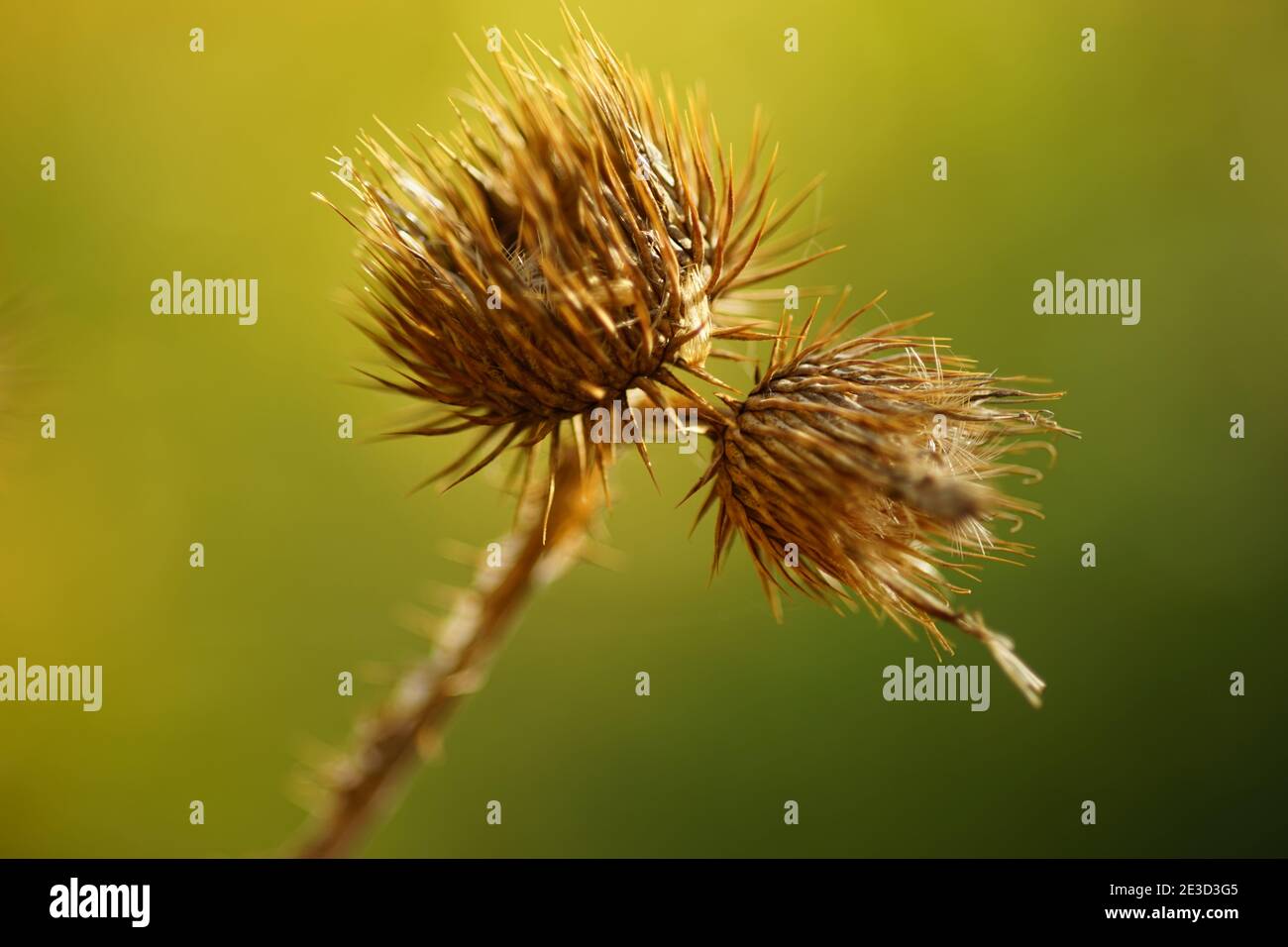 Two dry sharp thorns closeup in green blurred bokeh. Macro image Stock ...
