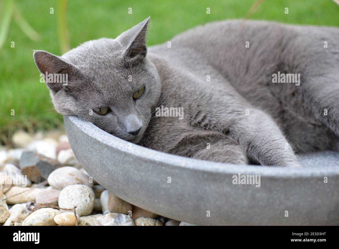 White russian cat hi-res stock photography and images - Alamy