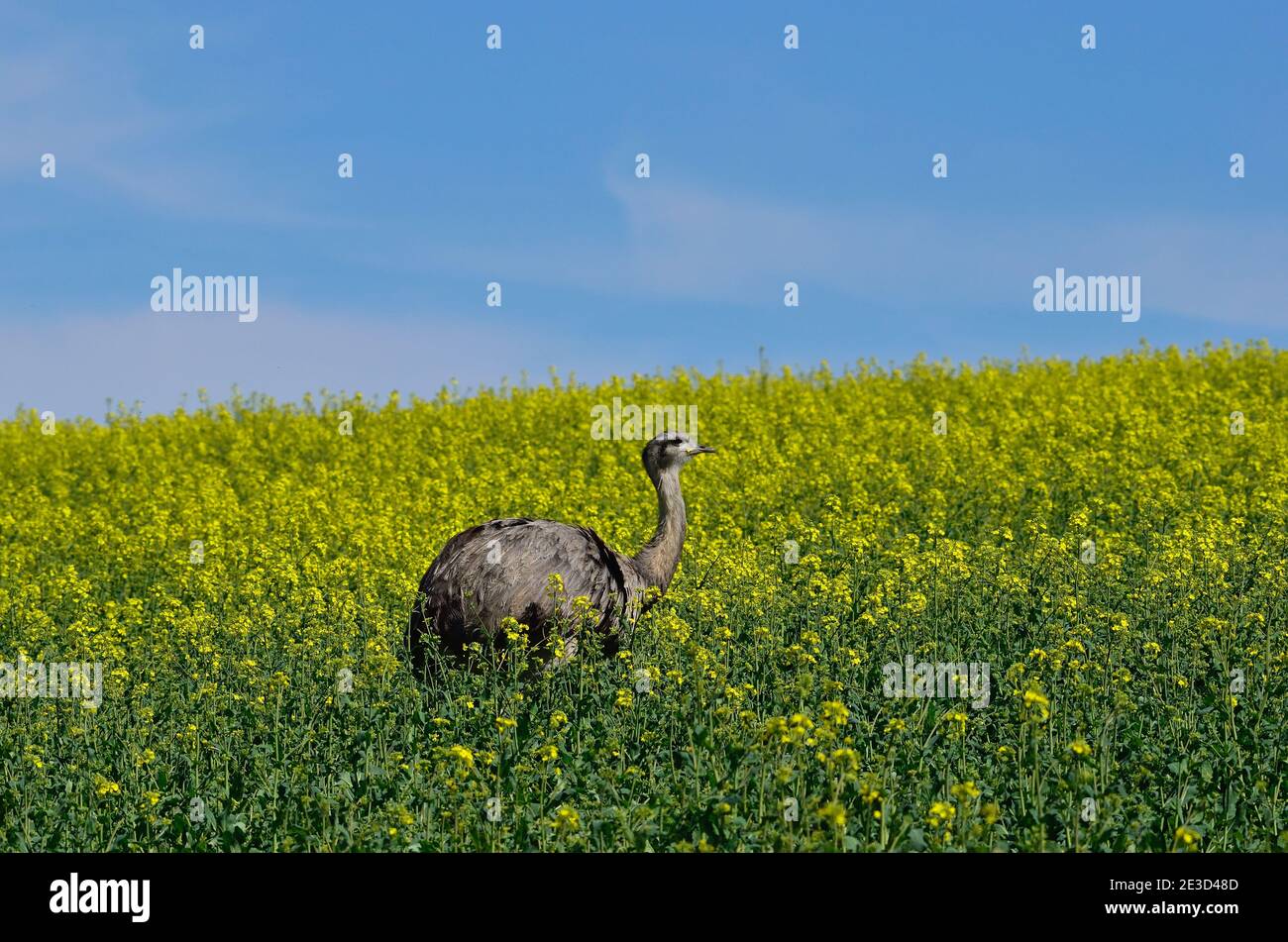 Rhea in Northwestern Mecklenburg, Germany Stock Photo - Alamy