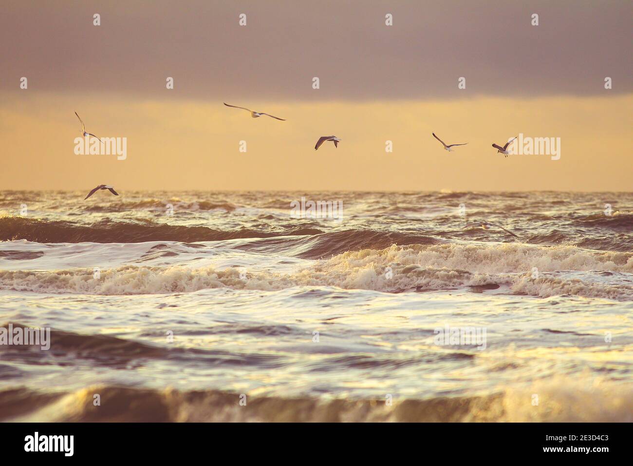 Beautiful view of seagulls flying over ocean waves Stock Photo - Alamy
