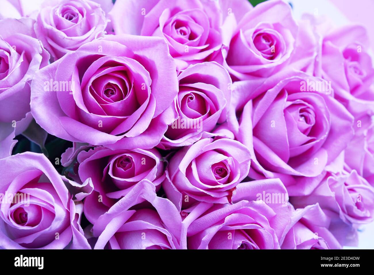 Lilac roses hi-res stock photography and images - Alamy