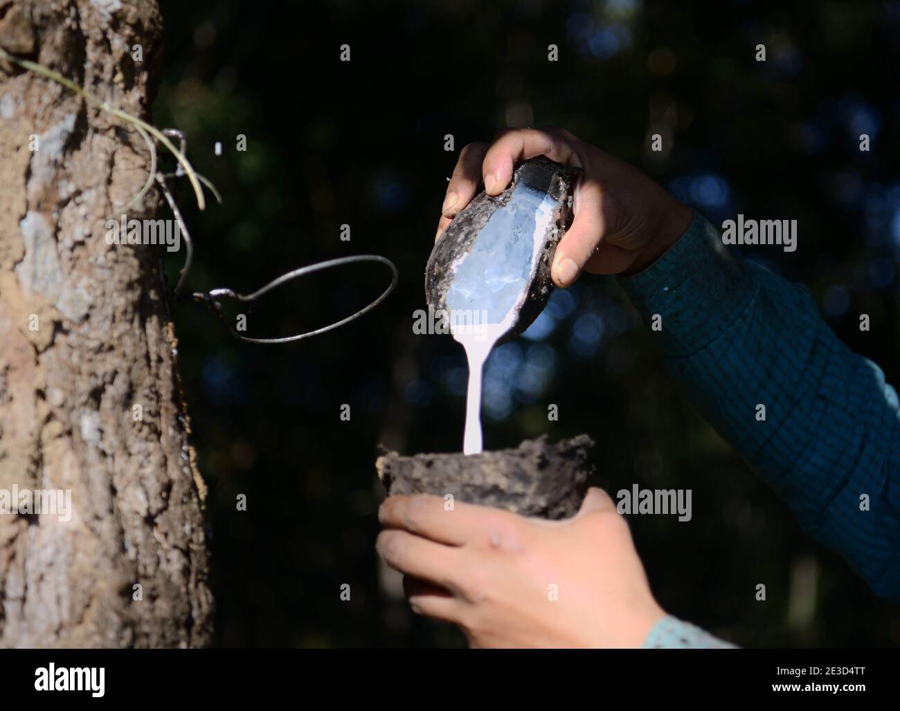 Collecting Rubber From Trees High Resolution Stock Photography and ...