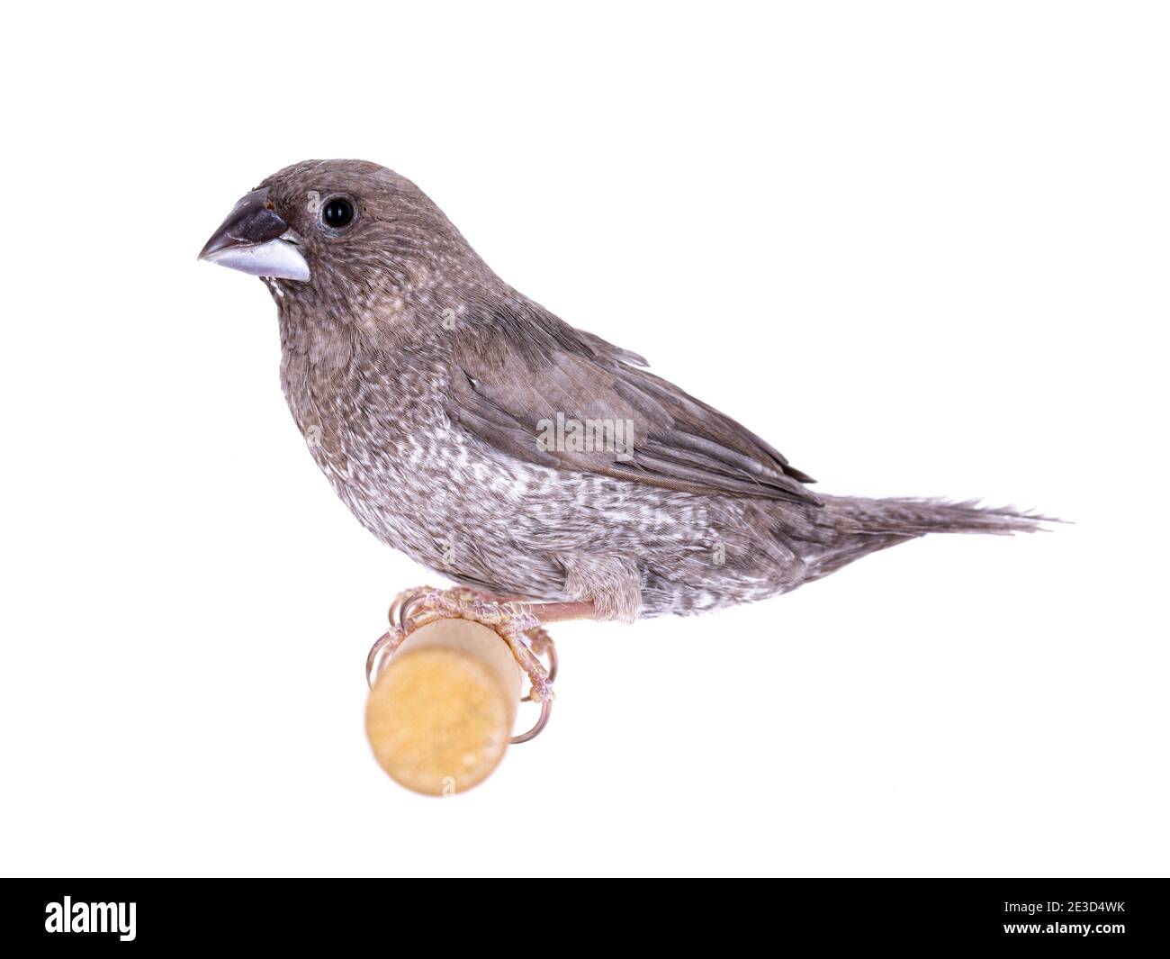 Crested Society Finches