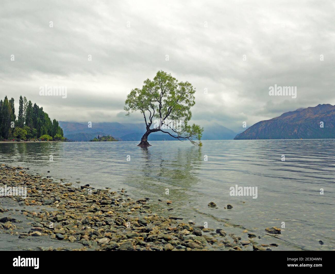 The Wanaka Tree - Late Spring Stock Photo - Alamy