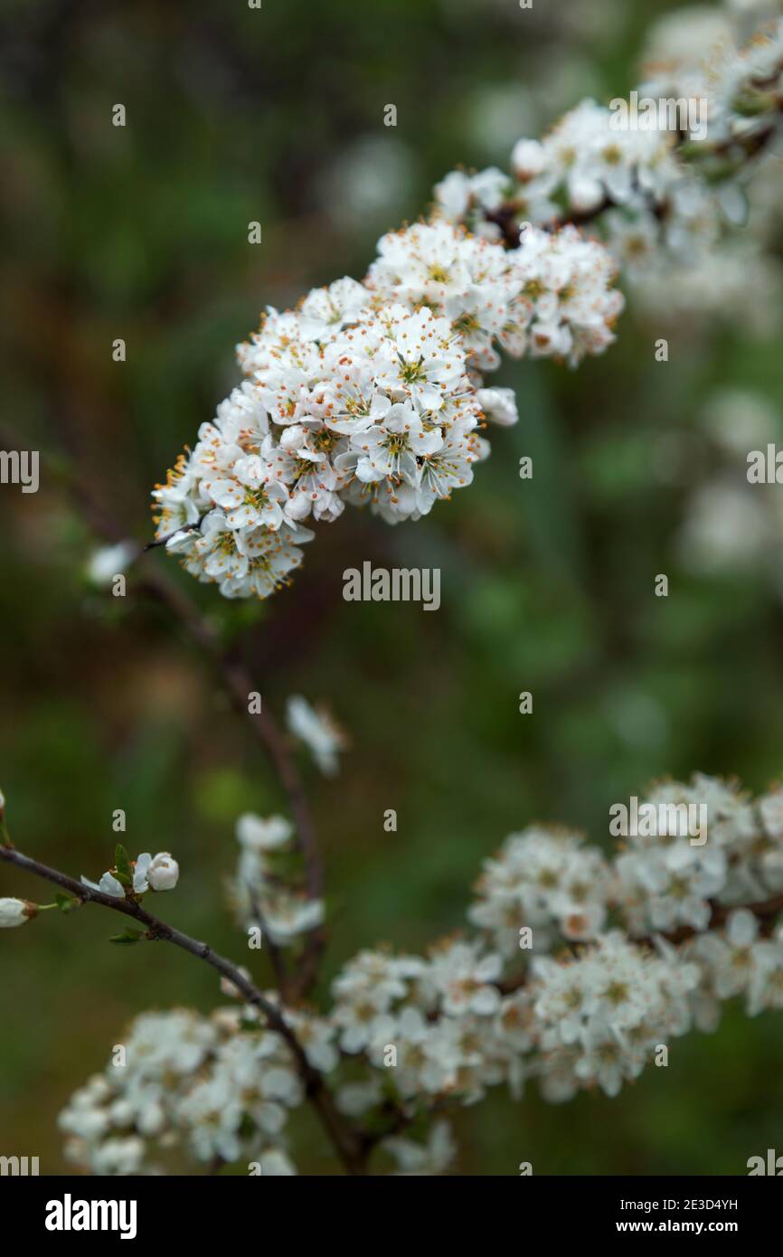 Branches of Hawthorn, Crataegus monogyna, in the mountains. Abruzzo ...