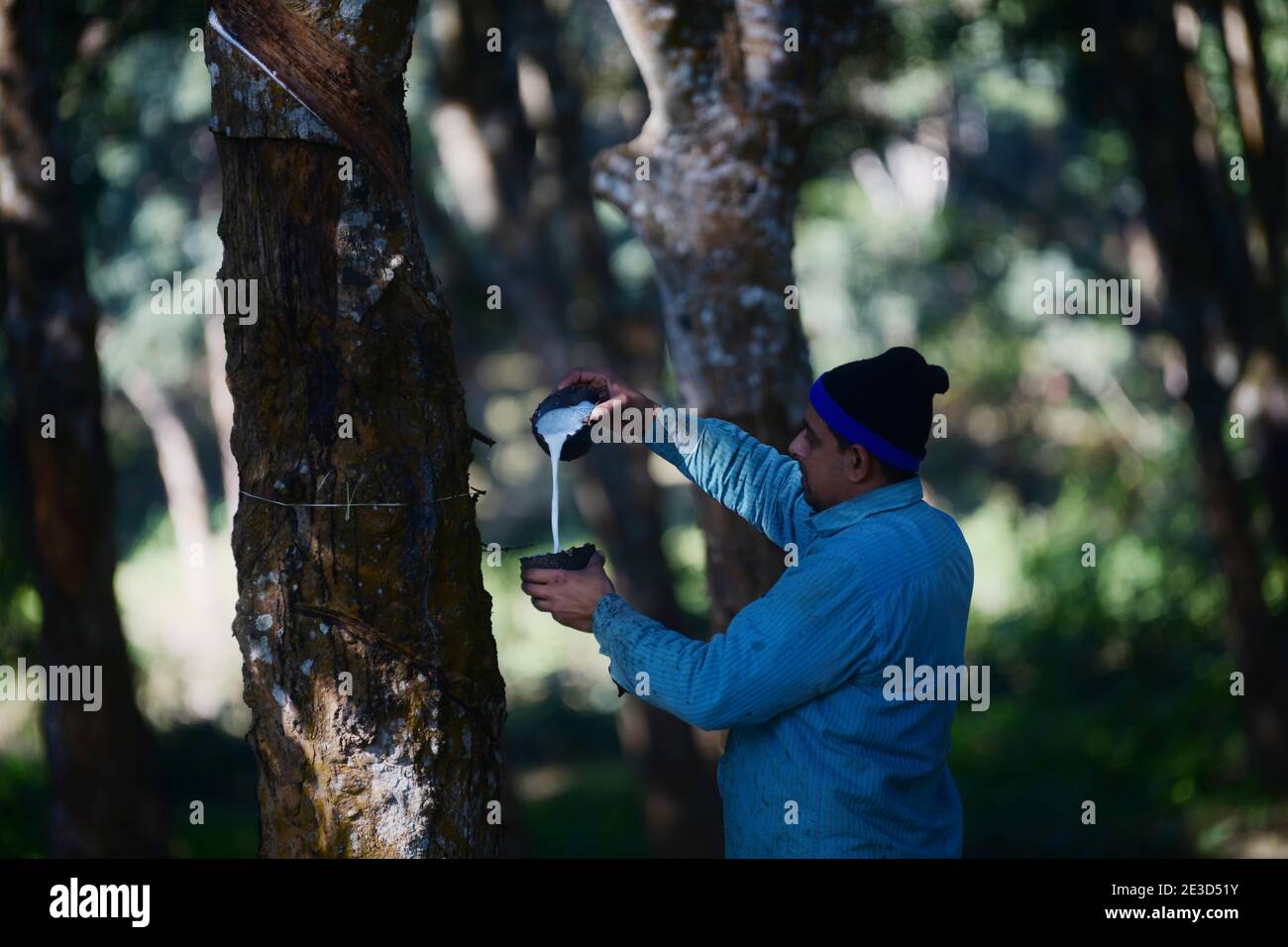 A worker collecting latex from a rubber tree. Agartala, Tripura, India ...