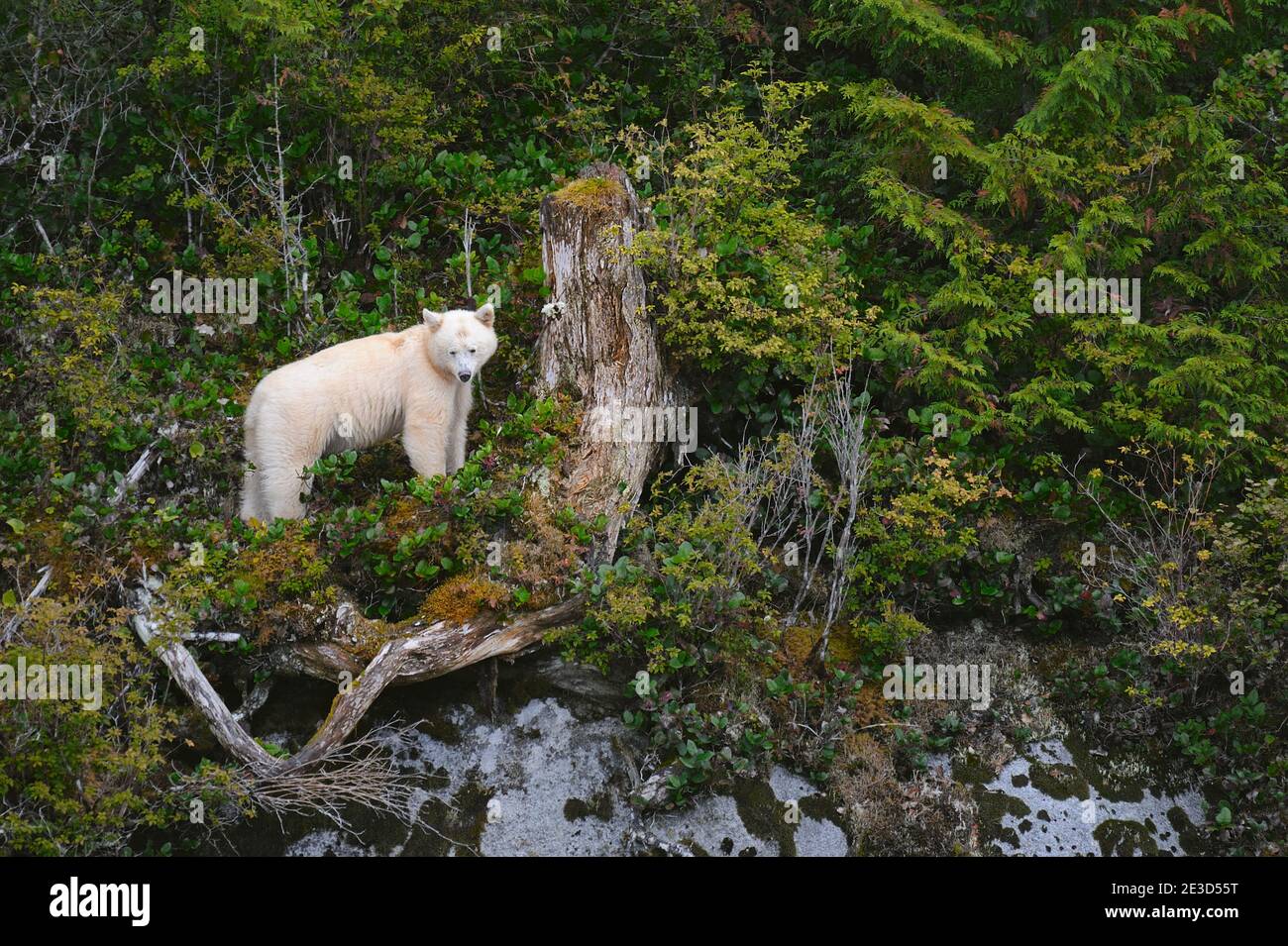 Endearing white spirit bear (Ursus americanus kermodei) standing in the ...