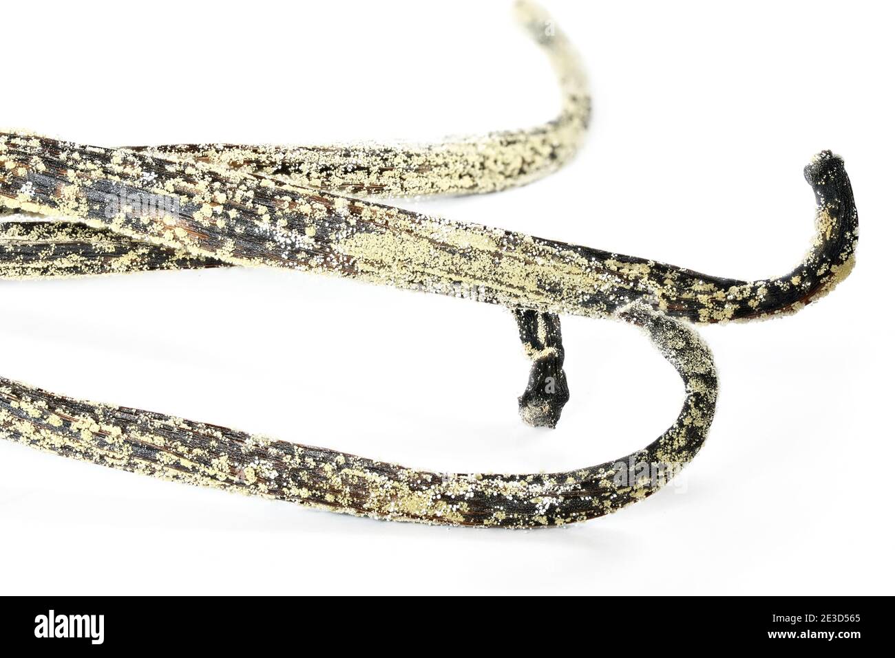 White / yellow mould or mildew growing on vanilla sticks stored ...