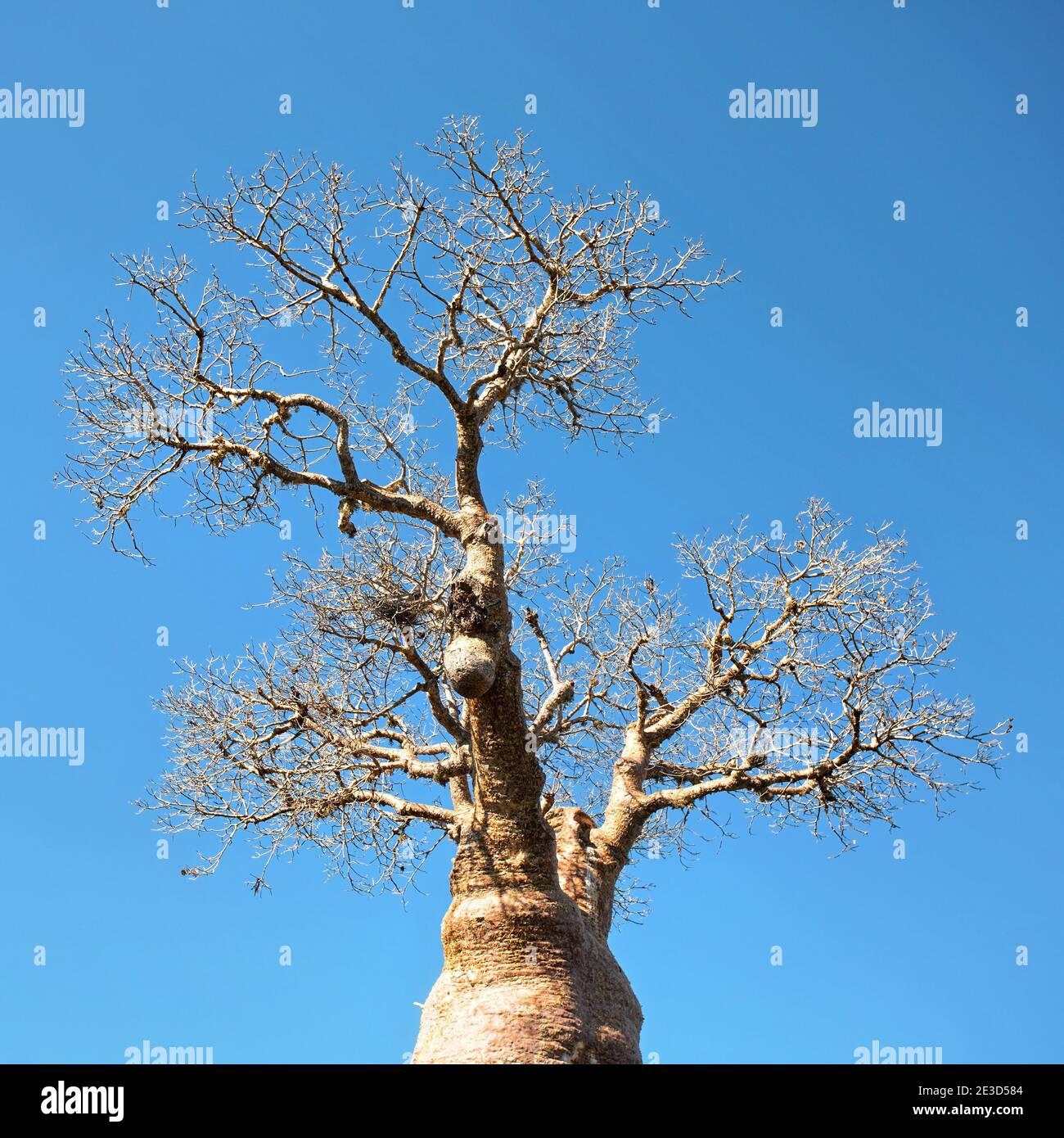 Looking up baobab tree top, thin branches again clear blue sky Stock ...
