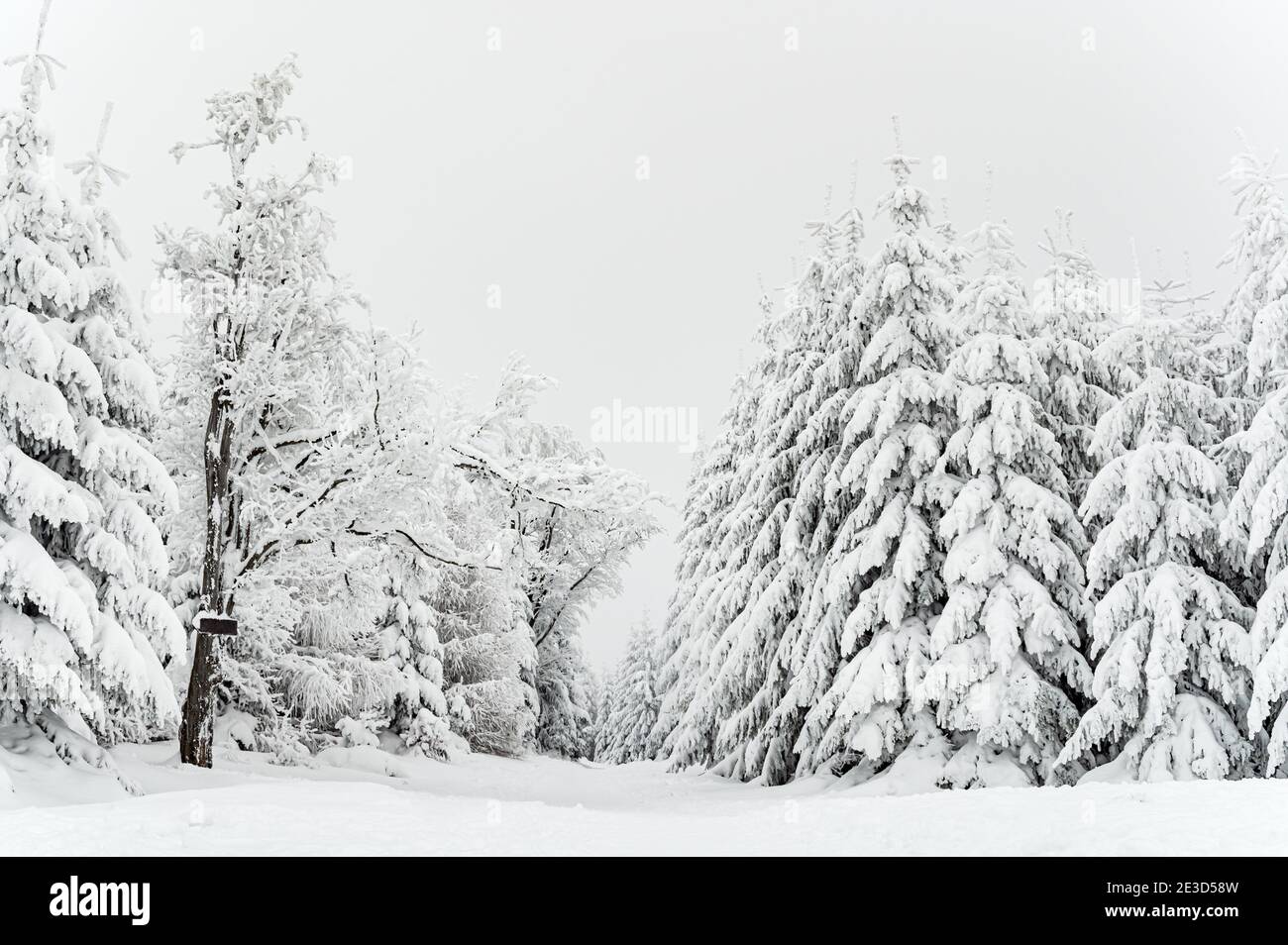 Winter forest covered by snow Stock Photo - Alamy