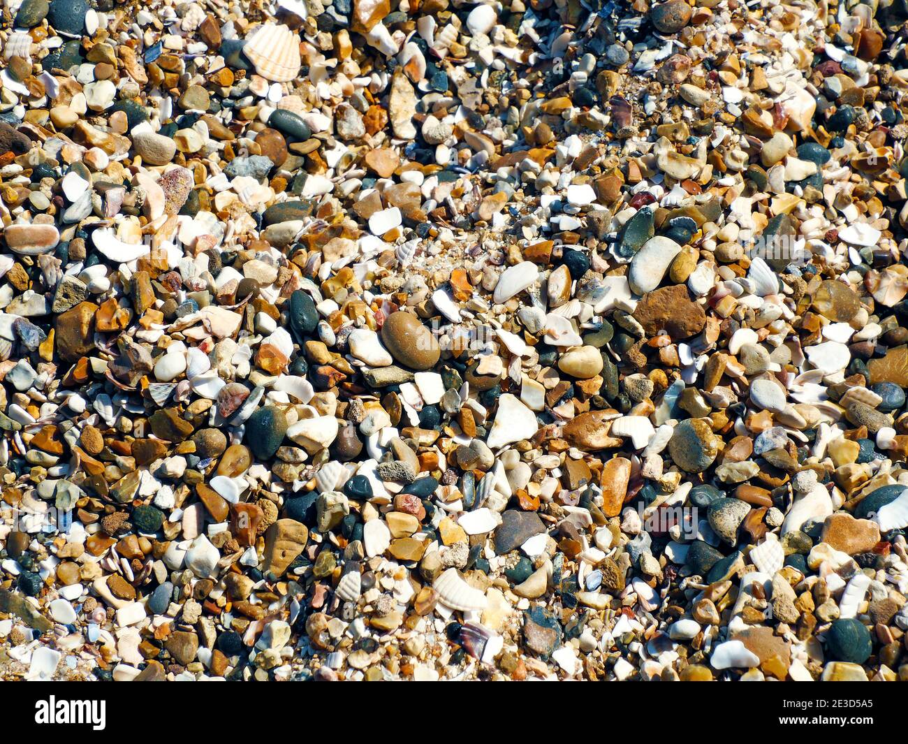 Shells changing hi-res stock photography and images - Alamy