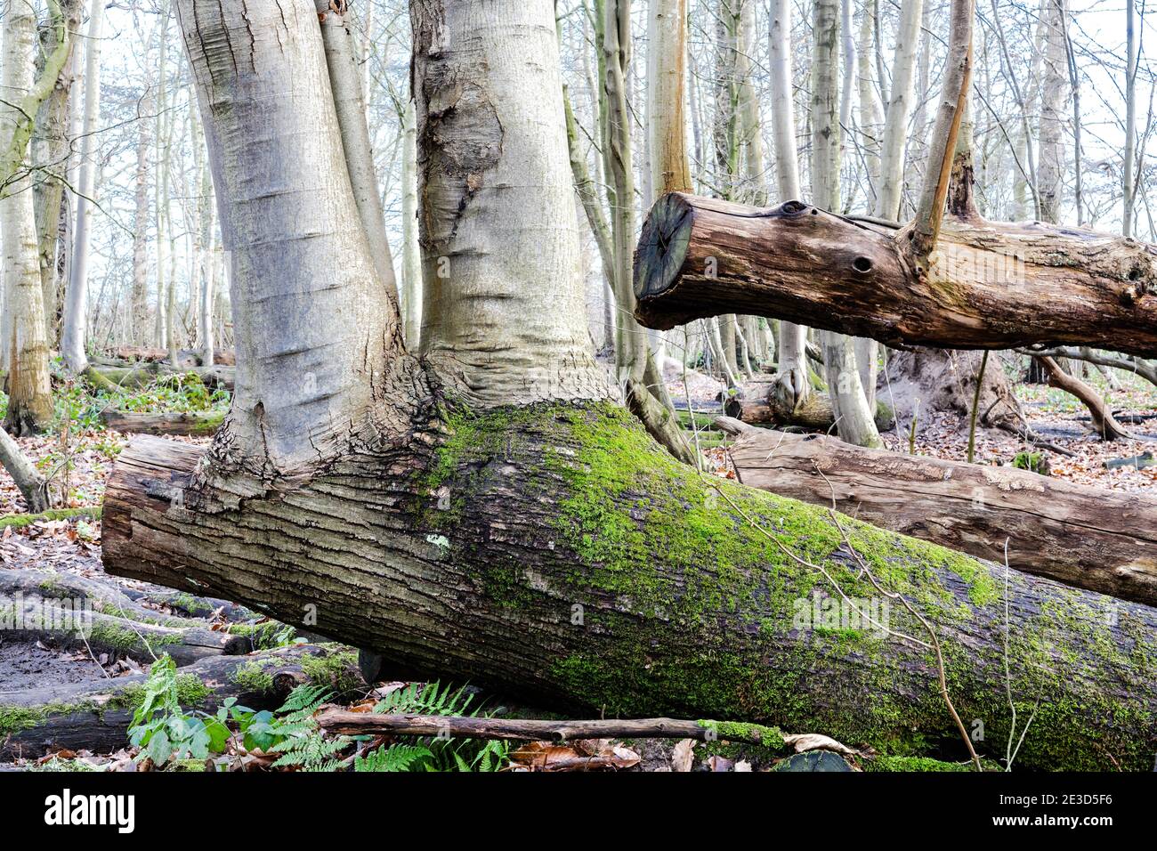 Ashen bank forest uk hi-res stock photography and images - Alamy