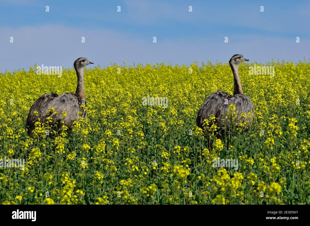 Rhea bird hi-res stock photography and images - Alamy