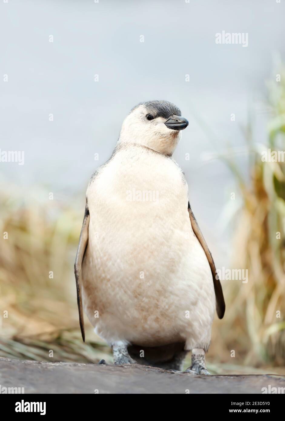 Baby penguin close up hi-res stock photography and images - Alamy