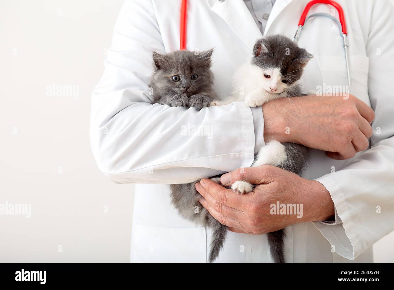 Cats in Vet doctor hands. Doctor veterinarian examining kittens. Mammal ...