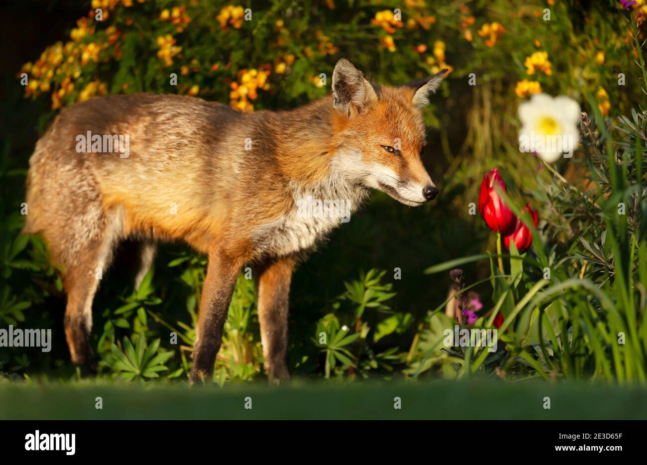 Vulpes vulpes red fox urban wild animal hi-res stock photography and images - Alamy