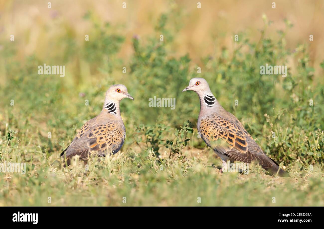 Two turtle doves hi-res stock photography and images - Alamy