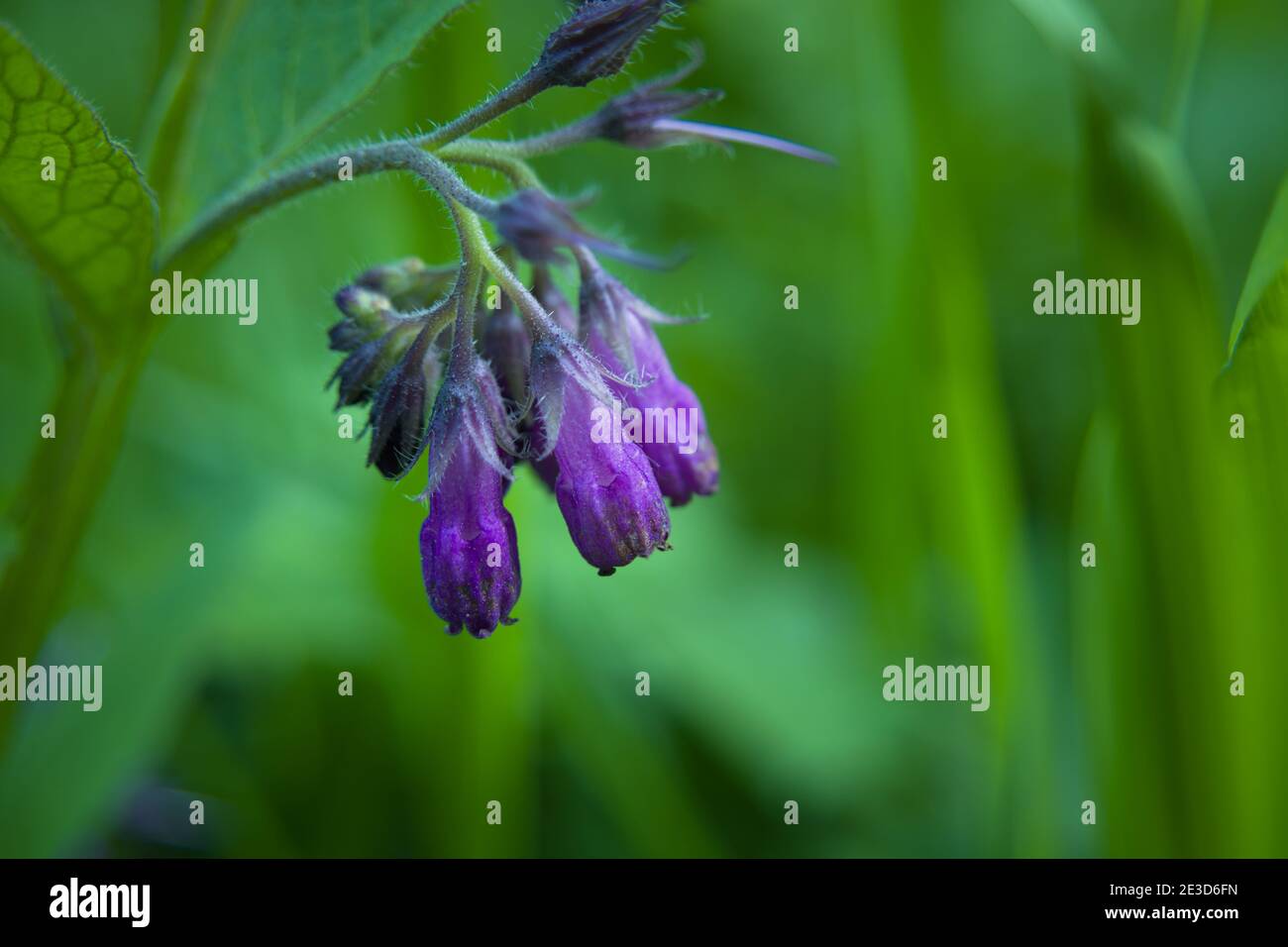 Forest purple flowers on a green background, spring view Stock Photo ...