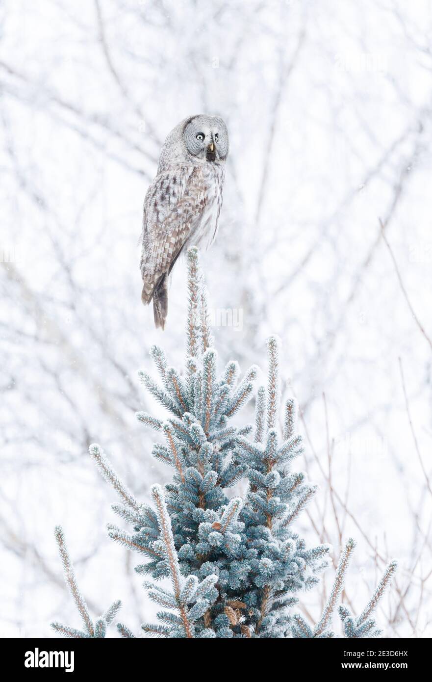 Lapland owls hi-res stock photography and images - Alamy