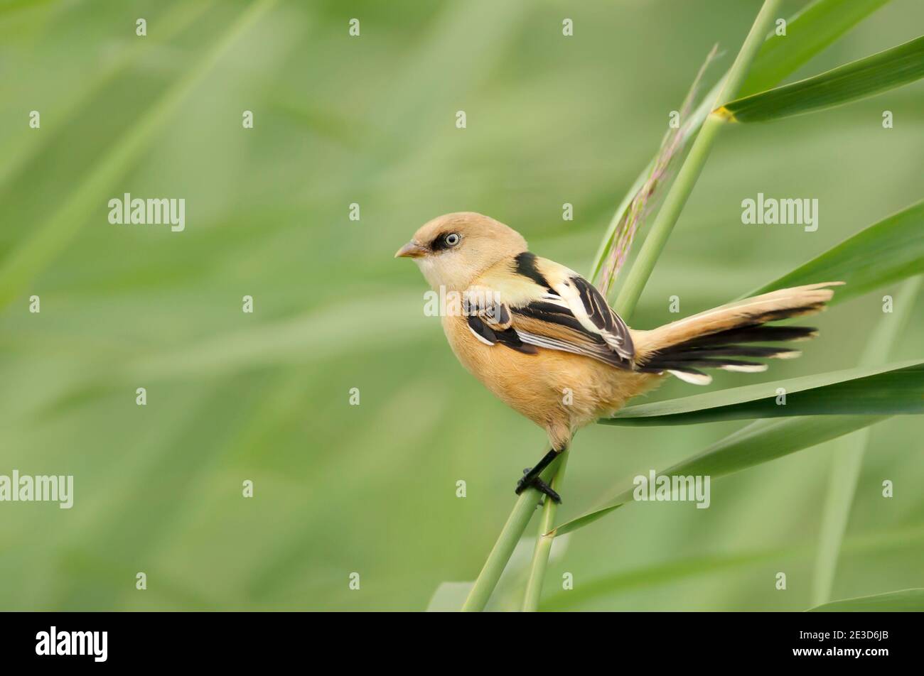 Juvenile bearded reedling perched on a reed in wetlands, UK Stock Photo ...