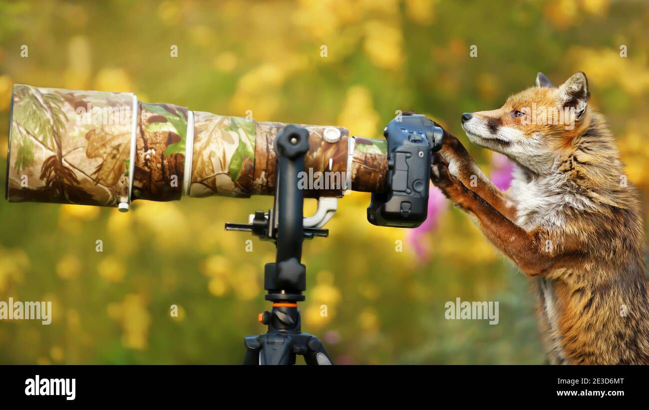 Curious red fox inspects camera gear left in the garden, UK Stock Photo ...