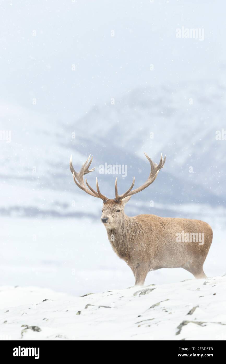Stag in a forest in hi-res stock photography and images - Alamy