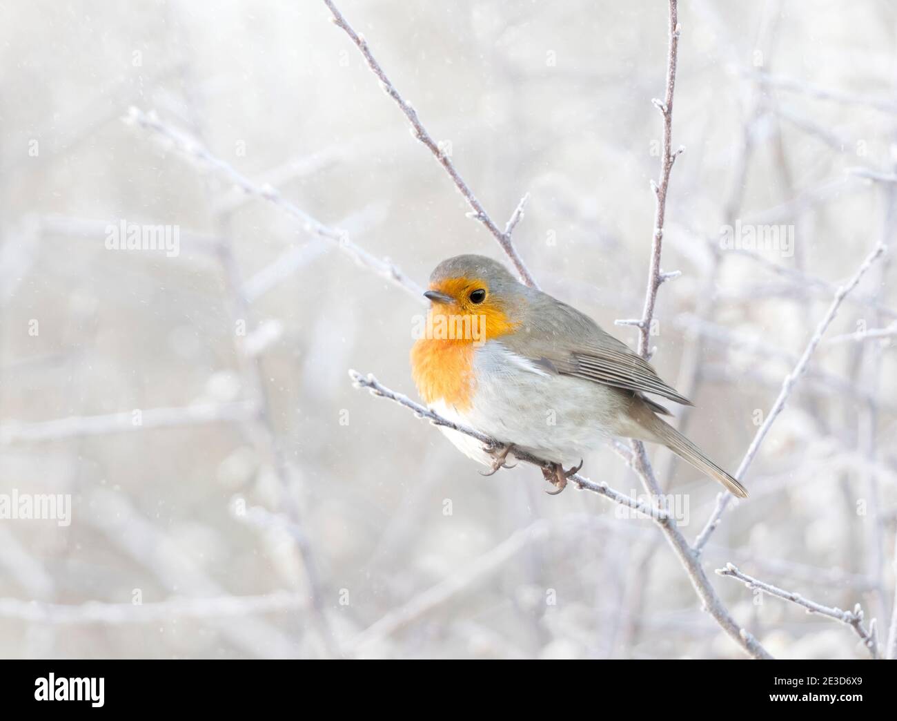 Robin perched on a tree branch in the falling snow in winter, UK Stock ...
