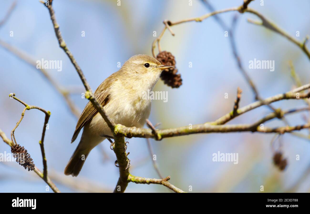 Closeup common chiffchaff phylloscopus hi-res stock photography and ...