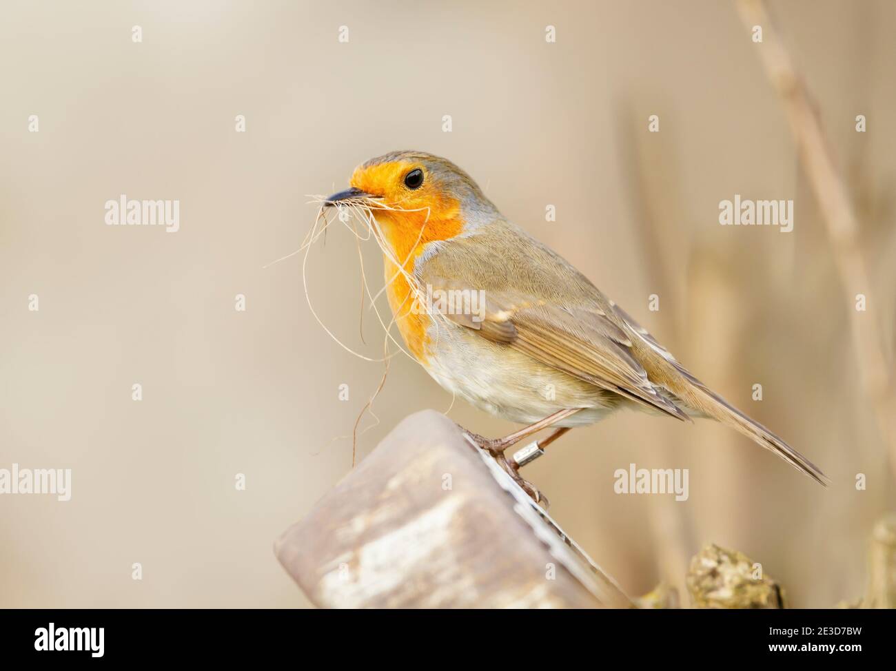 Close up of a perched European Robin (Erithacus rubecula) with nesting ...