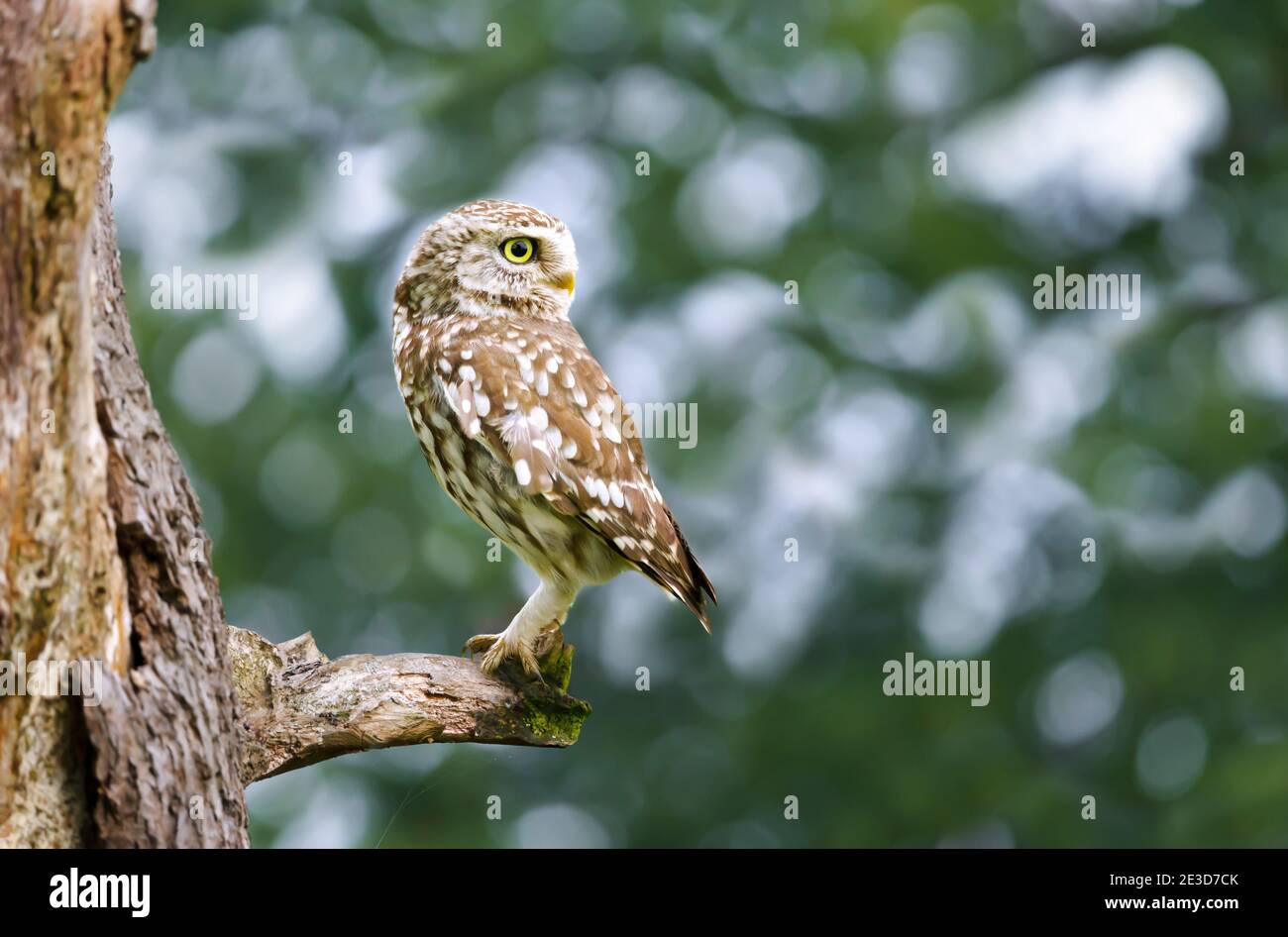 Habitat perched hi-res stock photography and images - Alamy