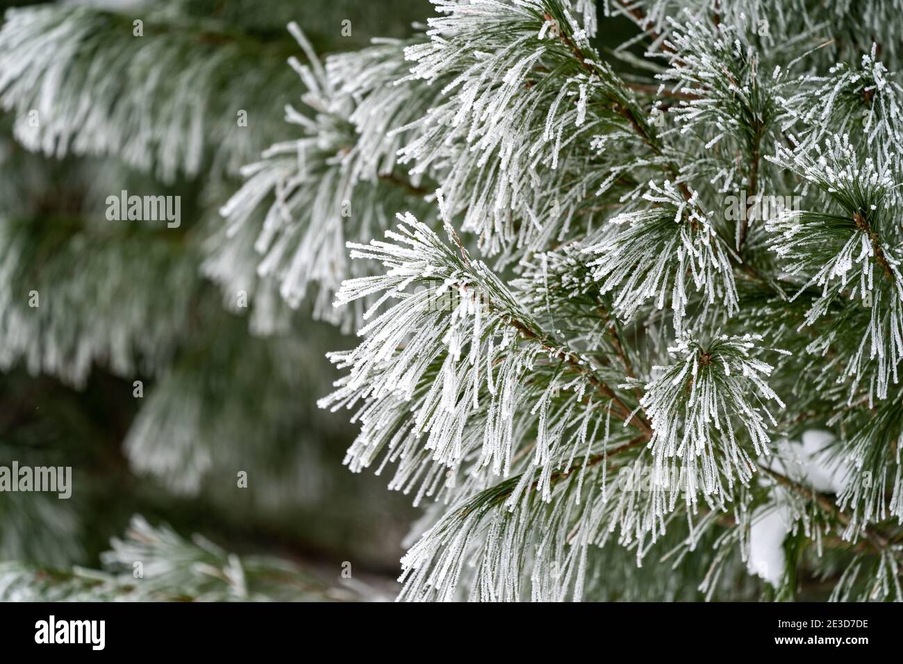 Beautiful snow covered pine needles hi-res stock photography and images ...